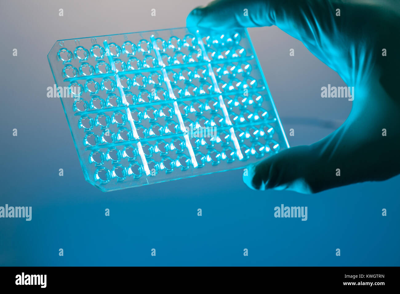 PCR plate in microbiological lab, 96 well plate for PCR processing ...