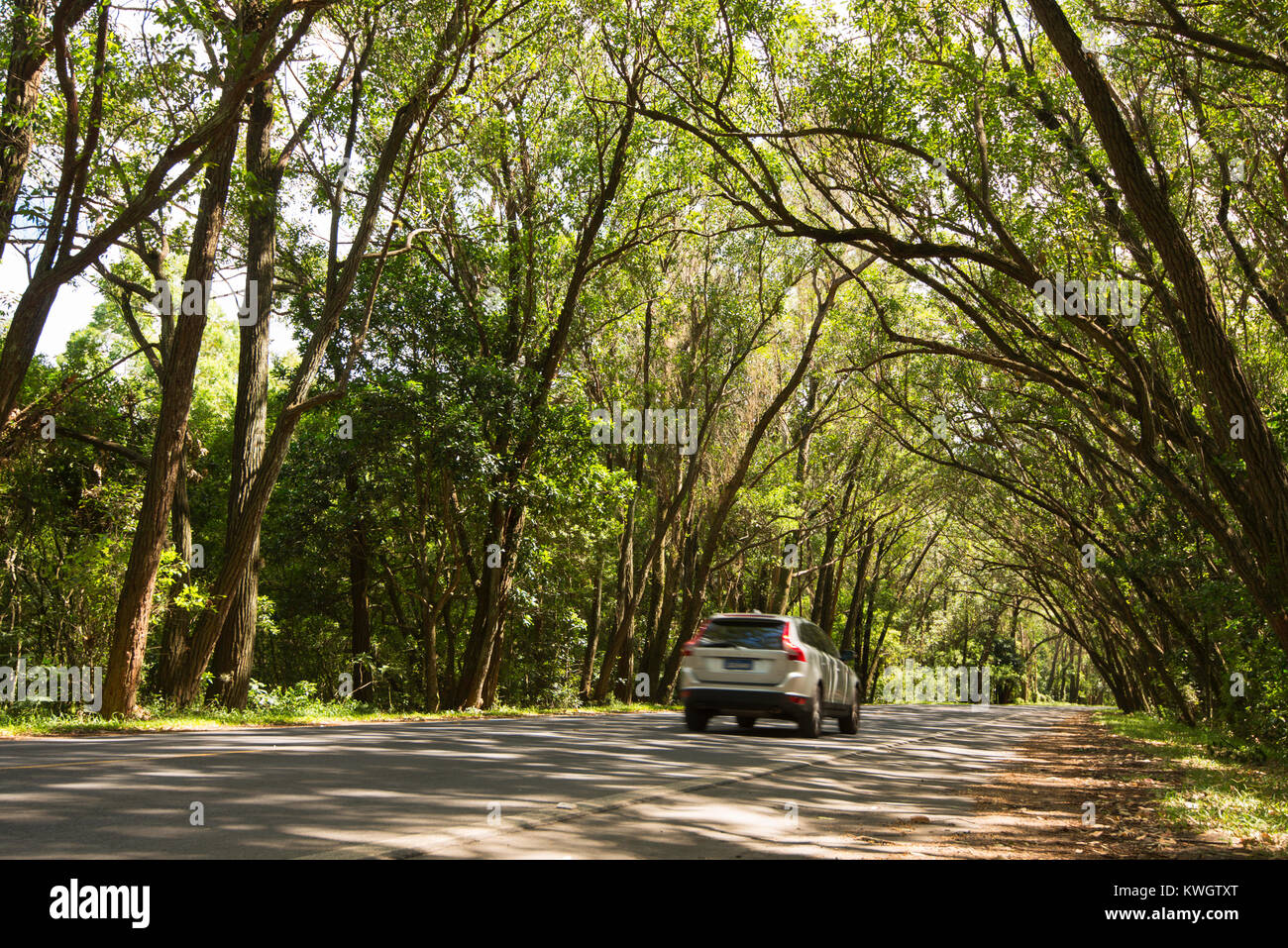 Forest make way brazil hi-res stock photography and images - Alamy