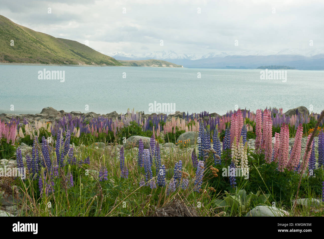 Stunning and colourful landscape of Lake Tekapo, Spring/ Summer, with ...