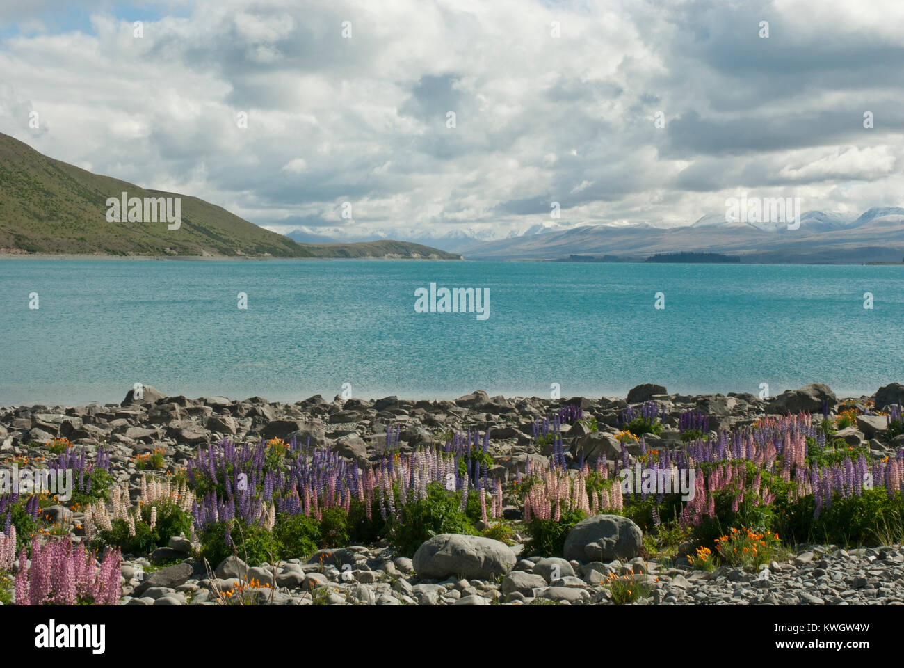 Stunning and colourful landscape of Lake Tekapo, Spring/ Summer, with ...