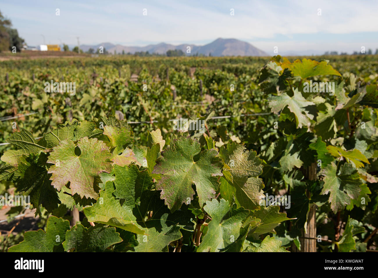Vineyard Concha y Toro, Chile Stock Photo - Alamy
