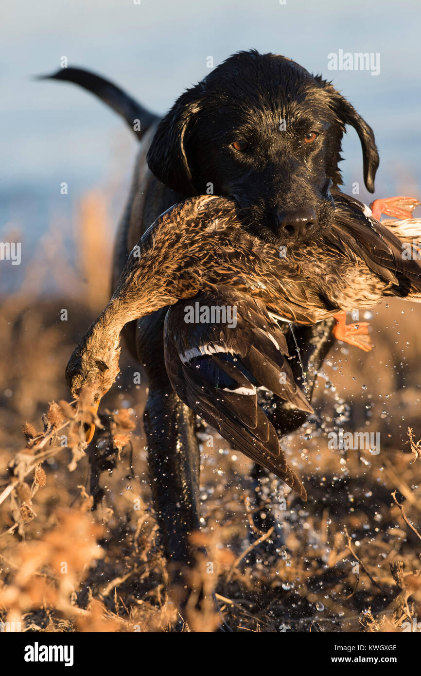 Black Labrador Retriever with a hen Mallard on a Kansas Duck hunt Stock ...