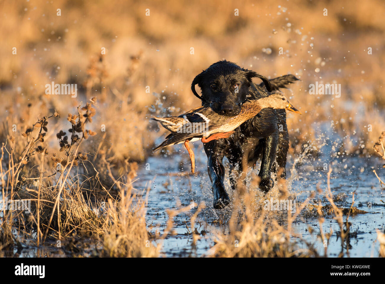 Black Labrador Retriever with a hen Mallard on a Kansas Duck hunt Stock ...