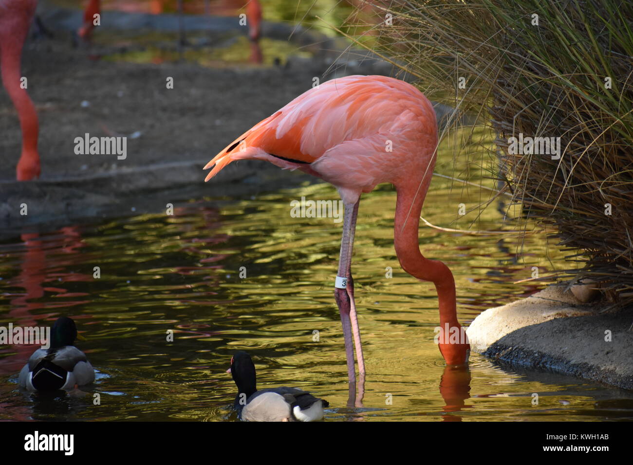 Flamingo looking for food in water Stock Photo - Alamy