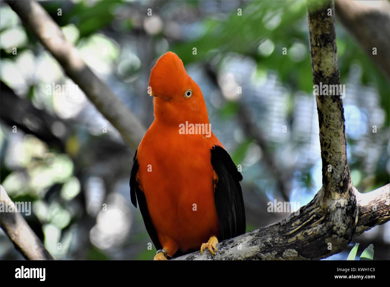 Beautiful Orange Bird Stock Photo - Alamy