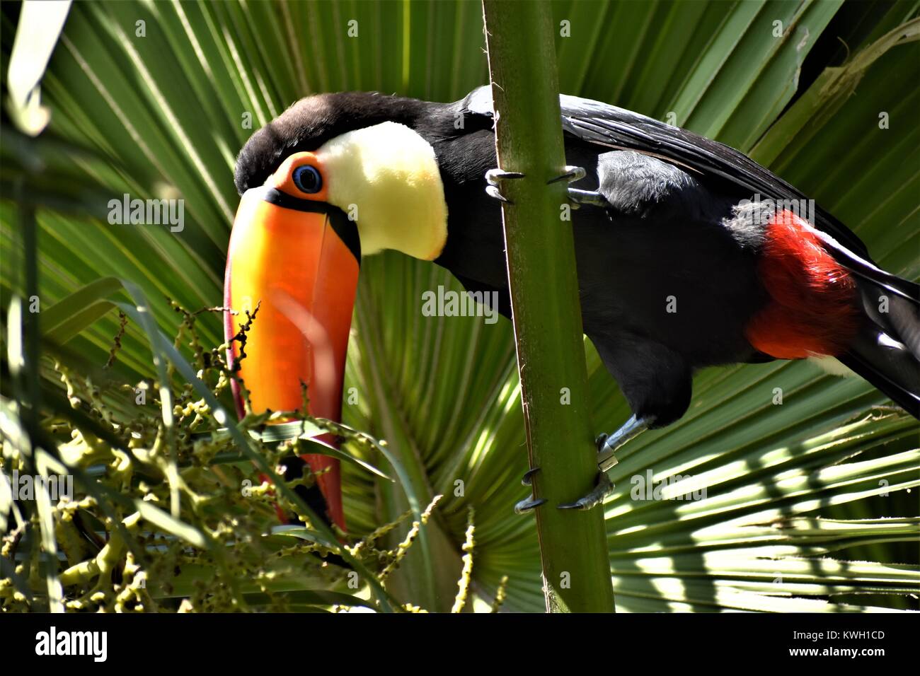 Toucan in a tree Stock Photo - Alamy