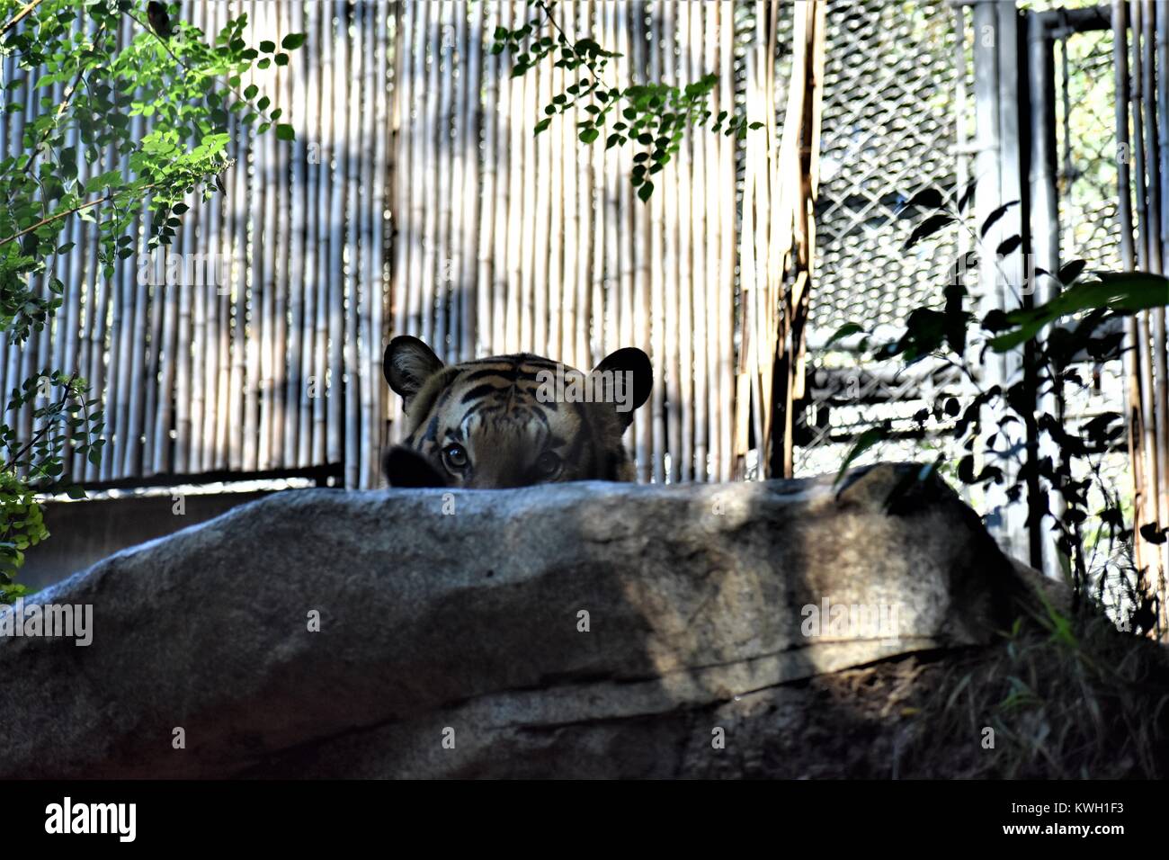 San diego zoo tiger hi-res stock photography and images - Alamy