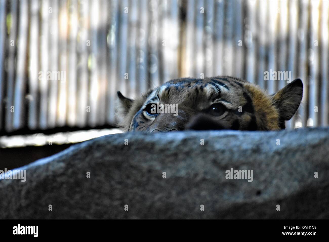 Tiger cat hiding hi-res stock photography and images - Alamy