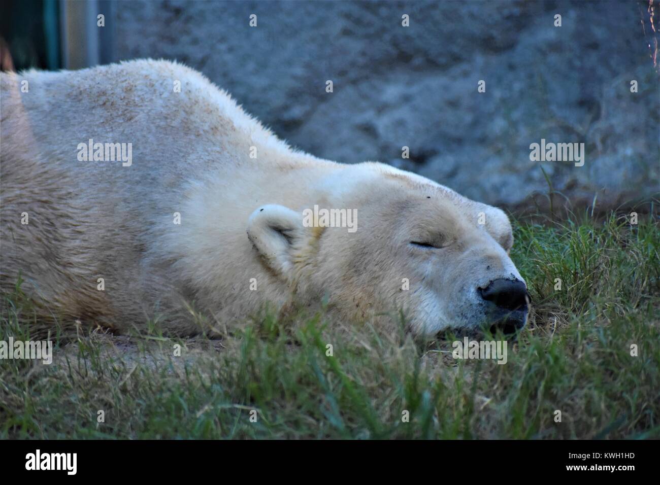 Polar Bear Sleeping Stock Photo - Alamy