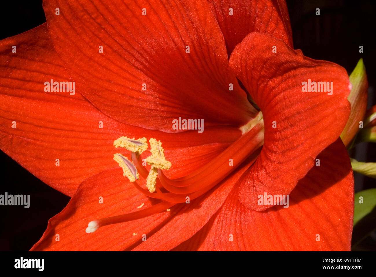 Red Amaryllis on black background Stock Photo - Alamy
