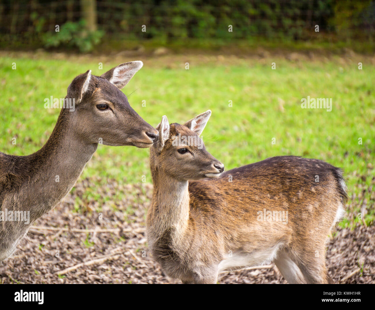 Hind with a fawn in grasslands - cervidae, France Stock Photo - Alamy