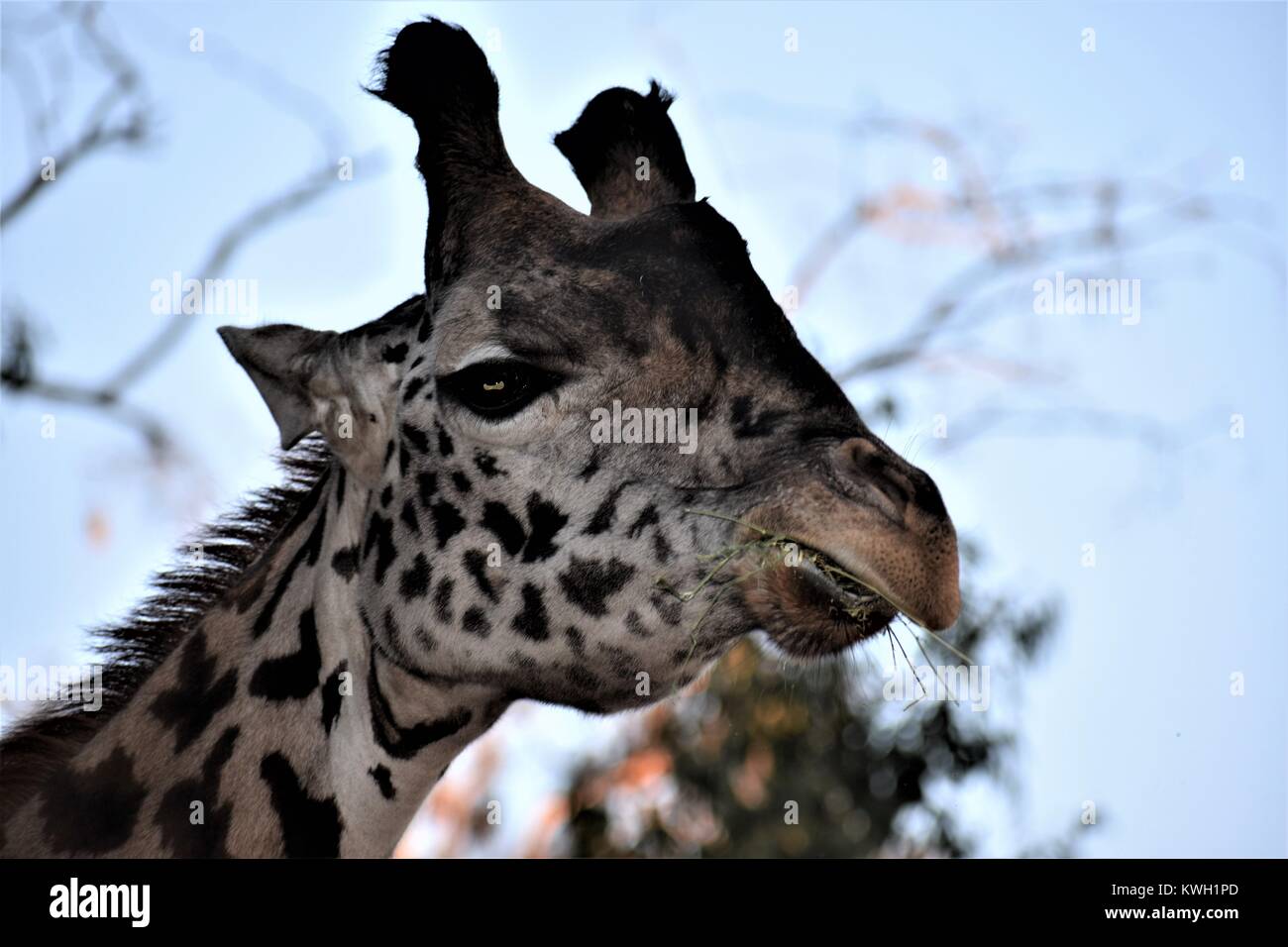 Giraffe san diego zoo hi-res stock photography and images - Alamy