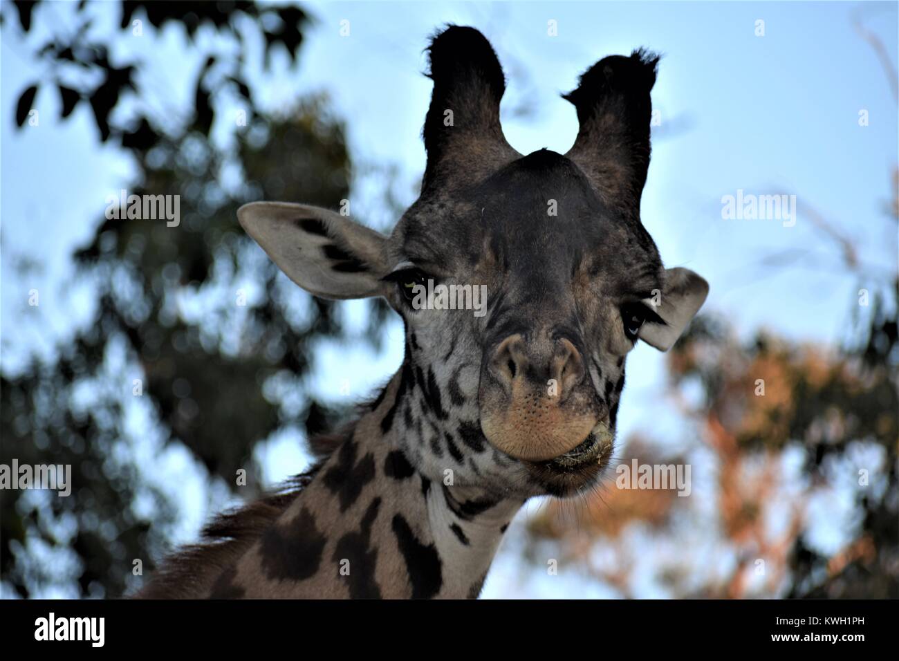 Giraffe san diego zoo hi-res stock photography and images - Alamy