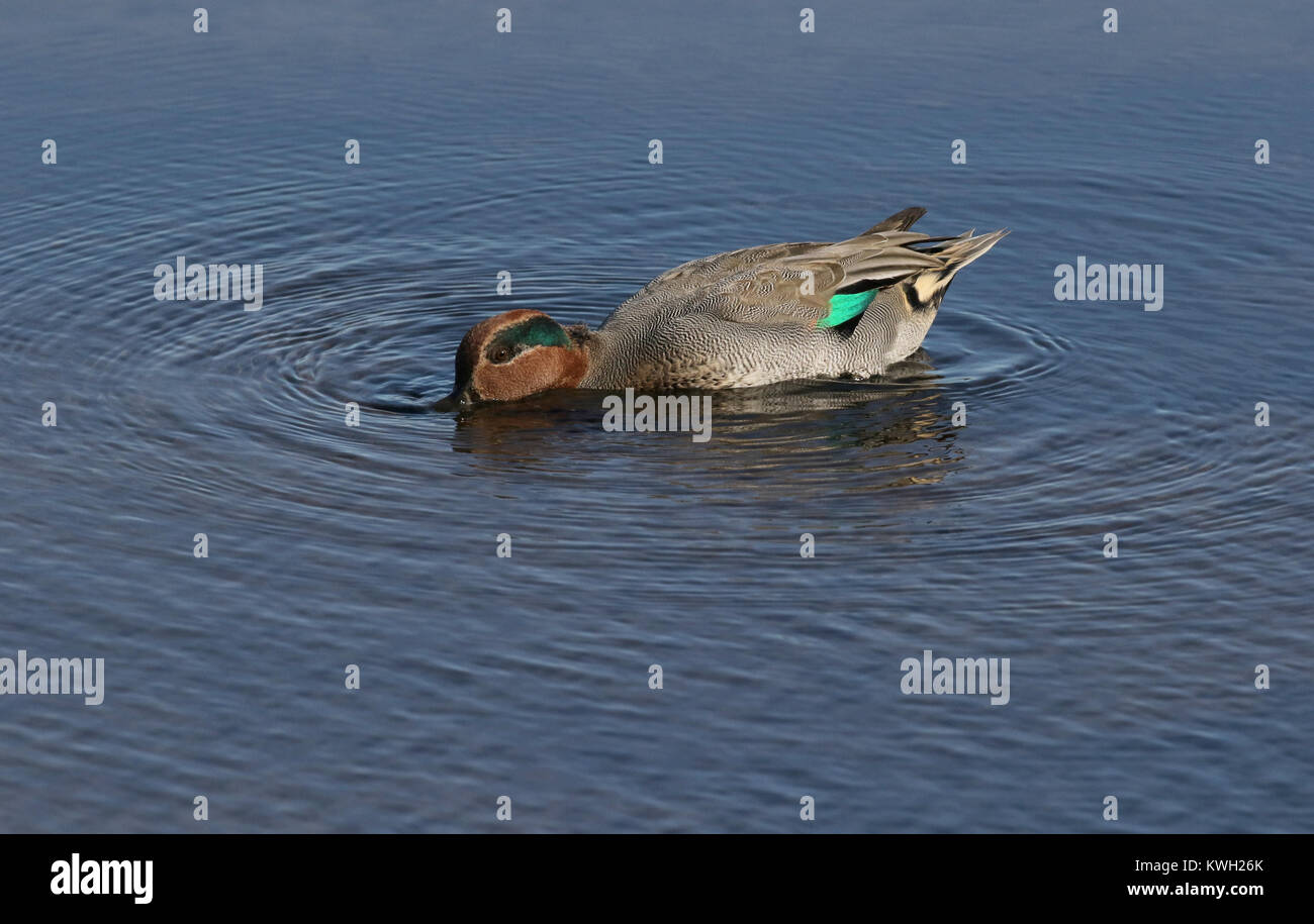 Teal in water hi-res stock photography and images - Alamy