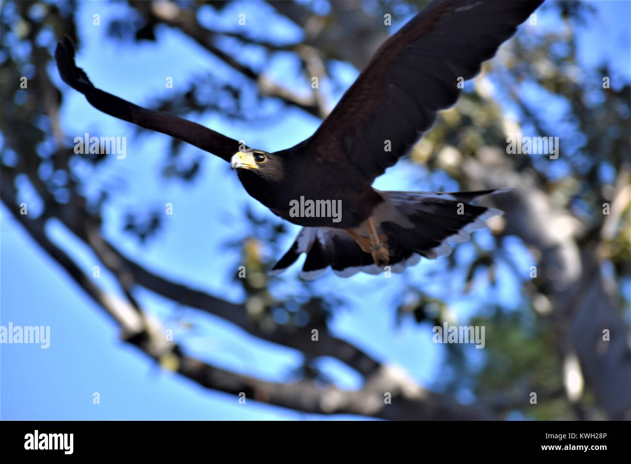 Falcon flying towards you hi-res stock photography and images - Alamy