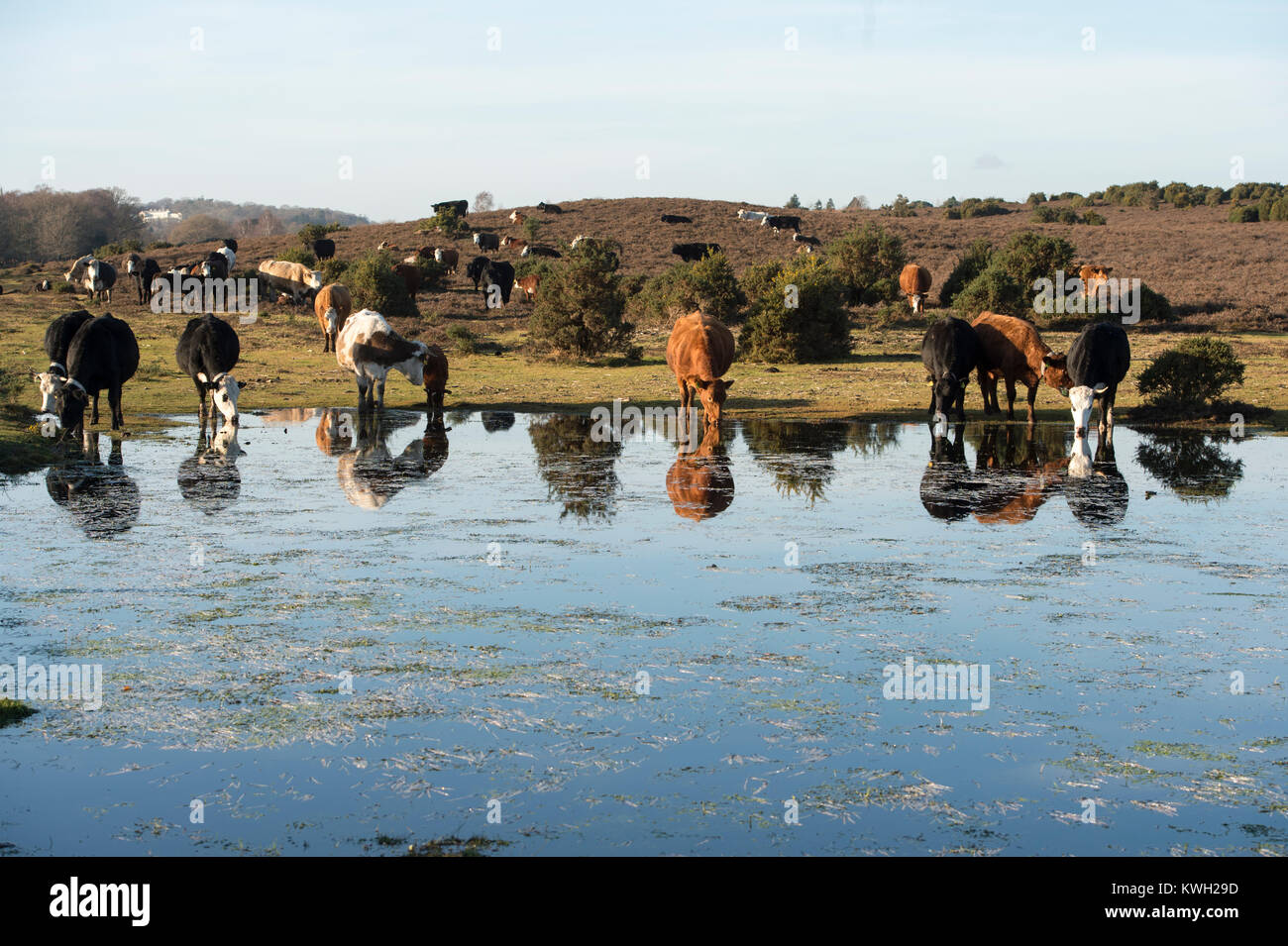 The new galloway forest hi-res stock photography and images - Alamy