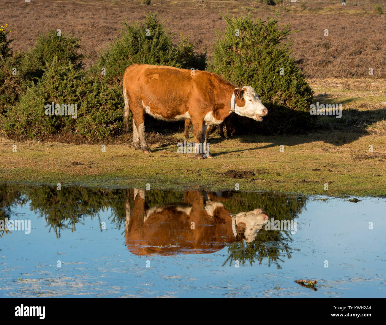 New Forest Cattle roam the forest just like the New Forest ponies. The ...