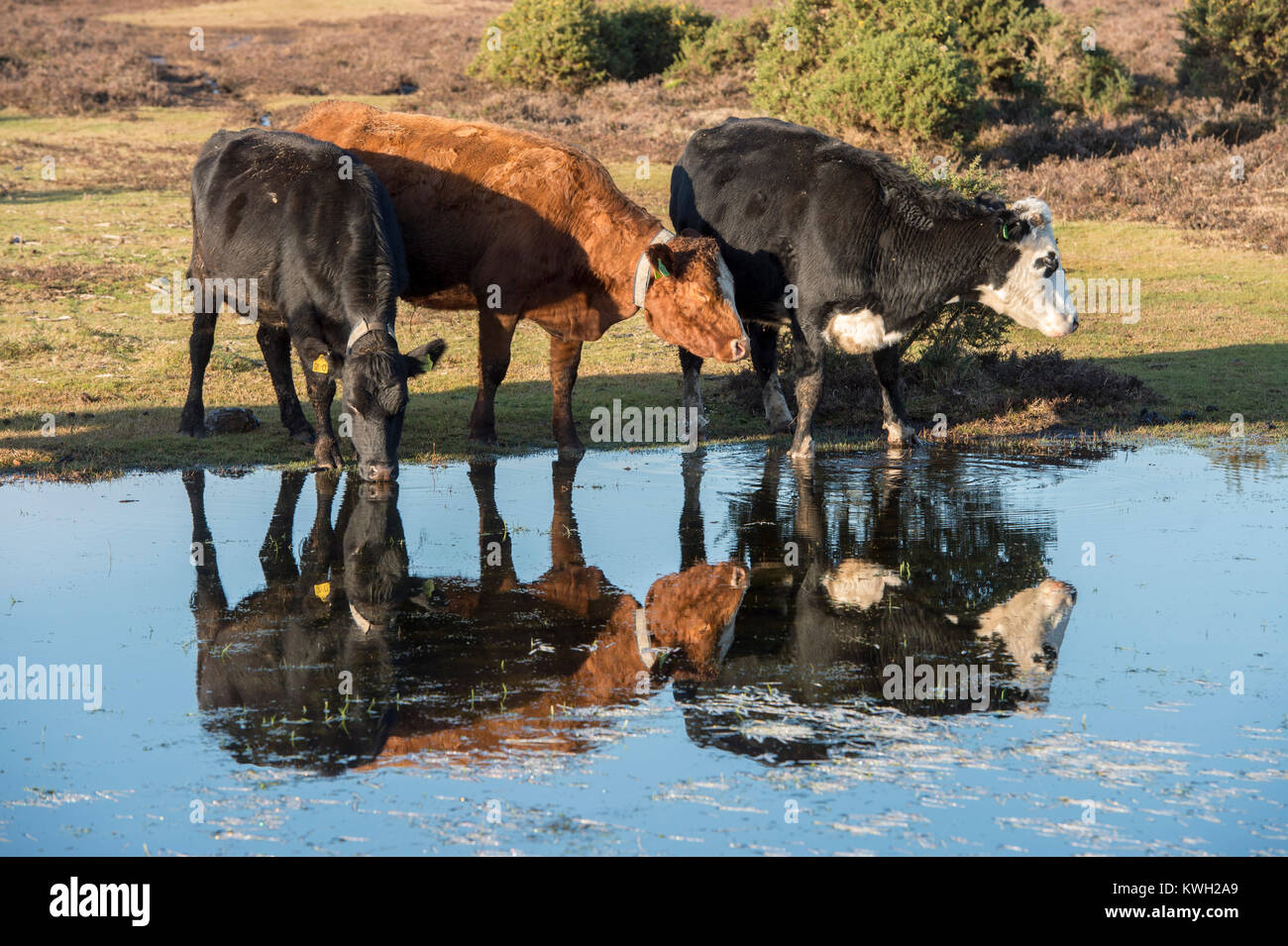 New Forest Cattle roam the forest just like the New Forest ponies. The ...