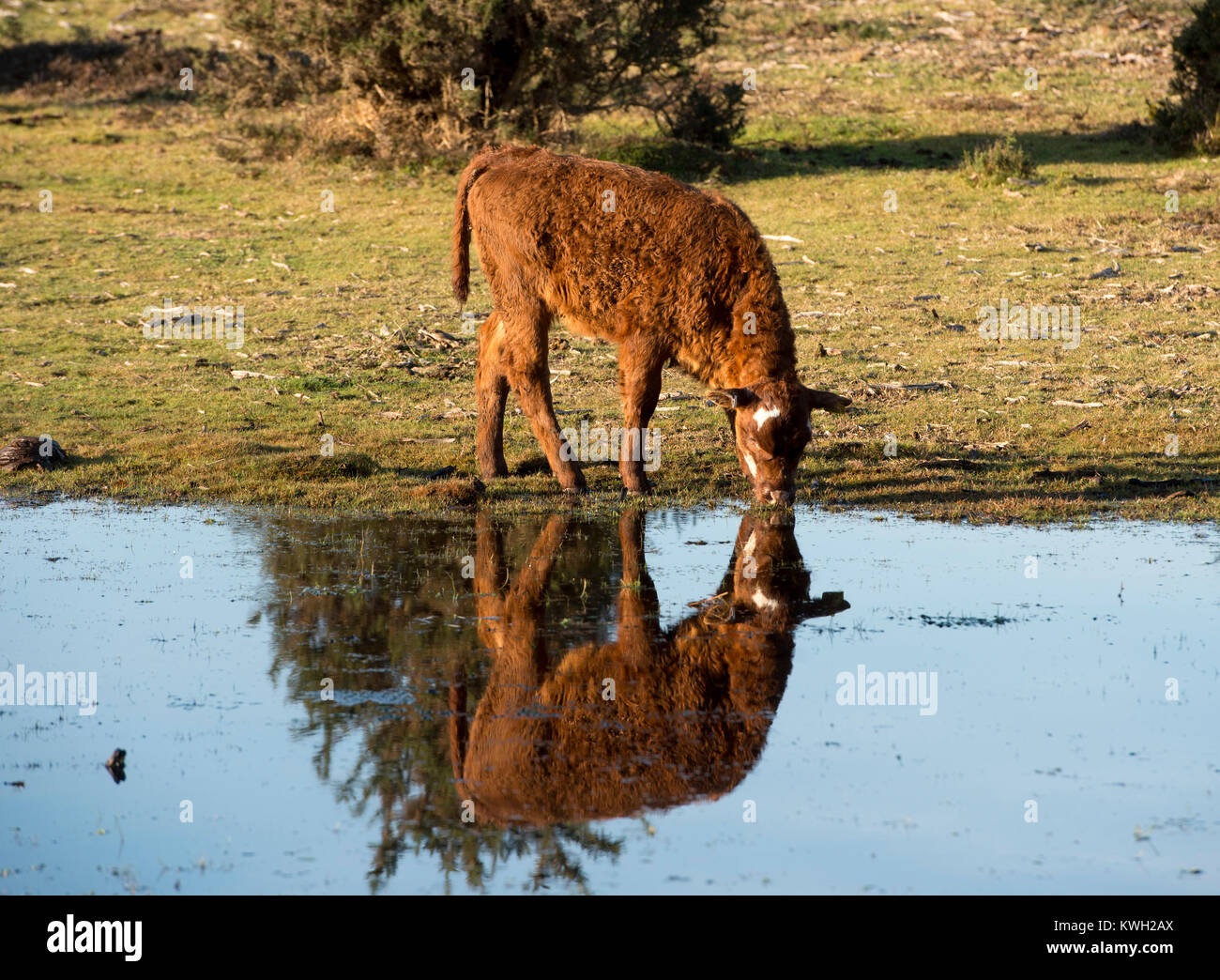 New Forest Cattle roam the forest just like the New Forest ponies. The ...
