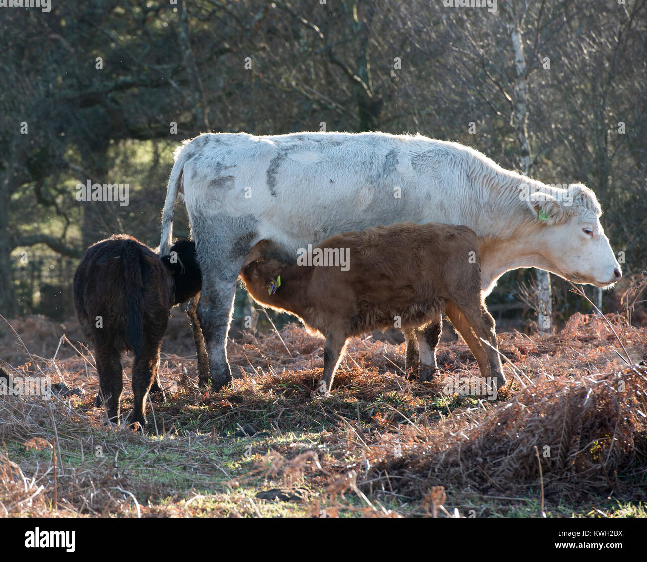 New Forest Cattle roam the forest just like the New Forest ponies. The ...