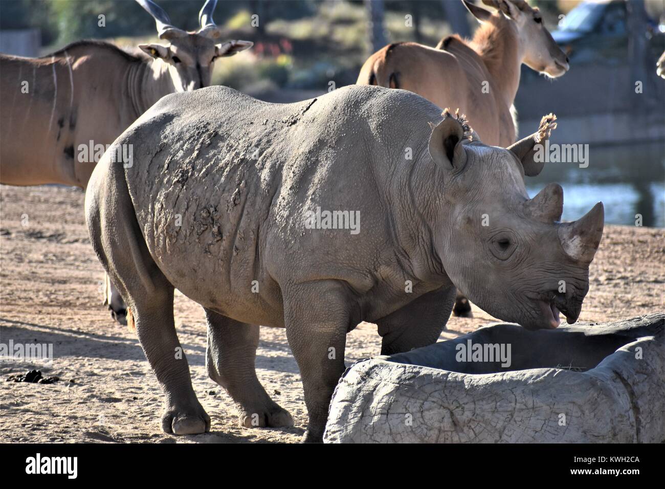 Southern White Rhino Stock Photo - Alamy