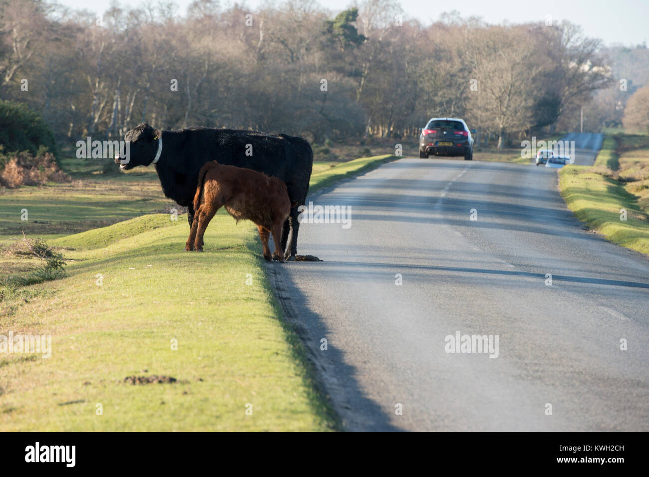 New Forest Cattle roam the forest just like the New Forest ponies. The ...