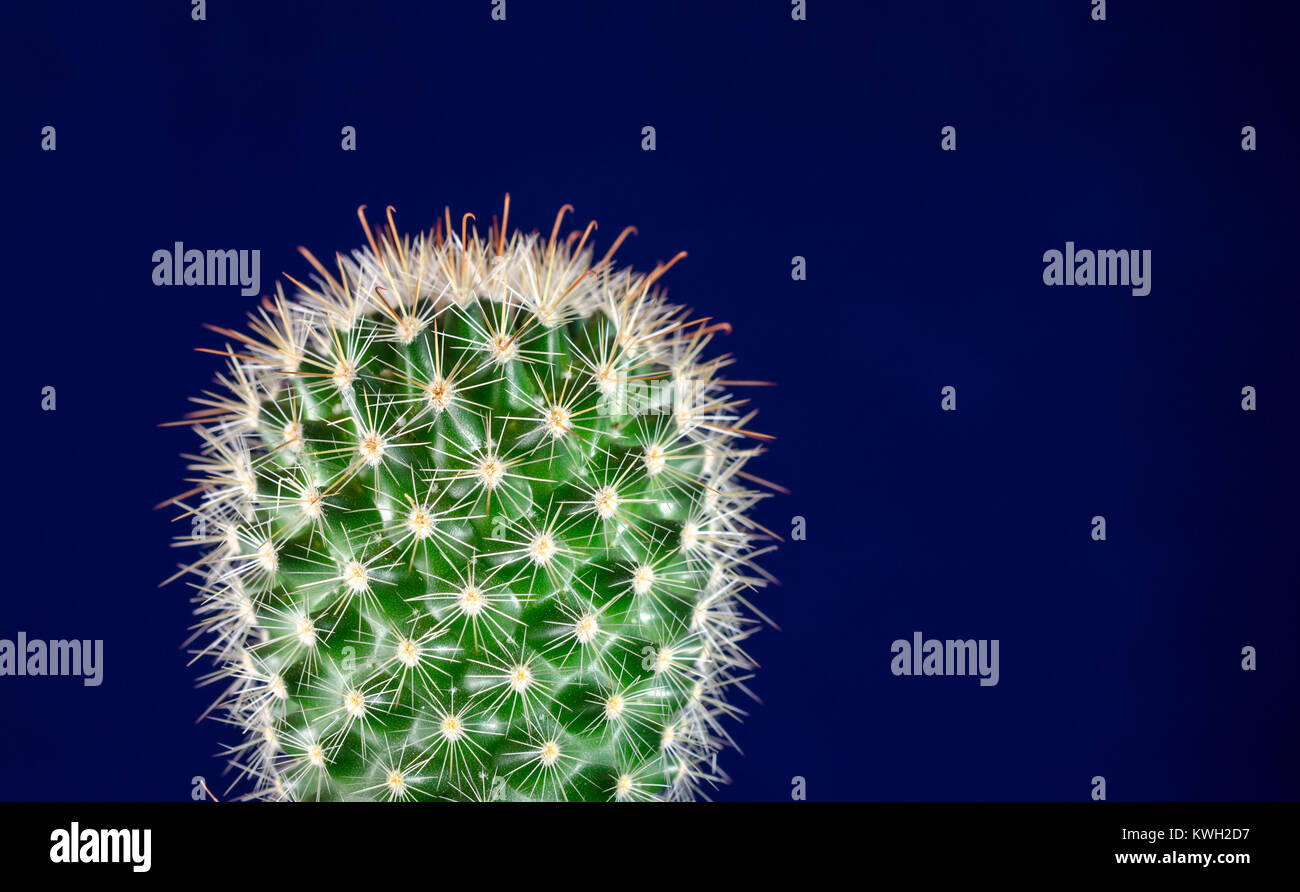 Cactus, blue background Stock Photo - Alamy