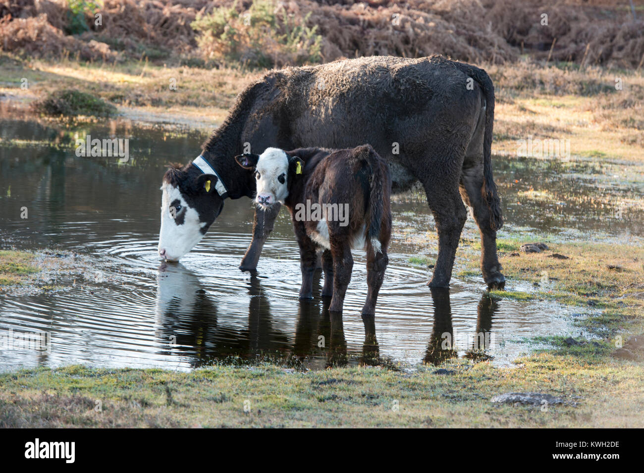New Forest Cattle roam the forest just like the New Forest ponies. The ...