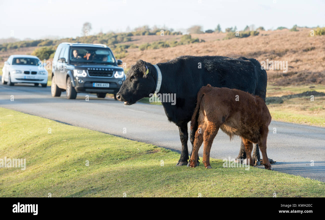 New Forest Cattle roam the forest just like the New Forest ponies. The ...