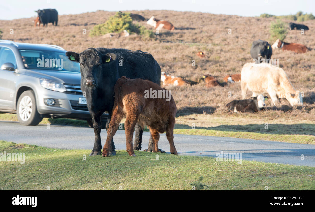 New Forest Cattle roam the forest just like the New Forest ponies. The ...