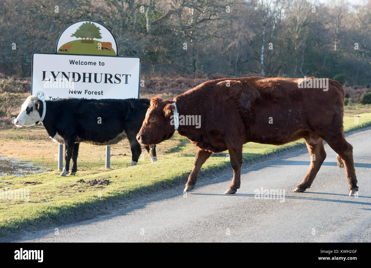 New Forest Cattle roam the forest just like the New Forest ponies. The ...