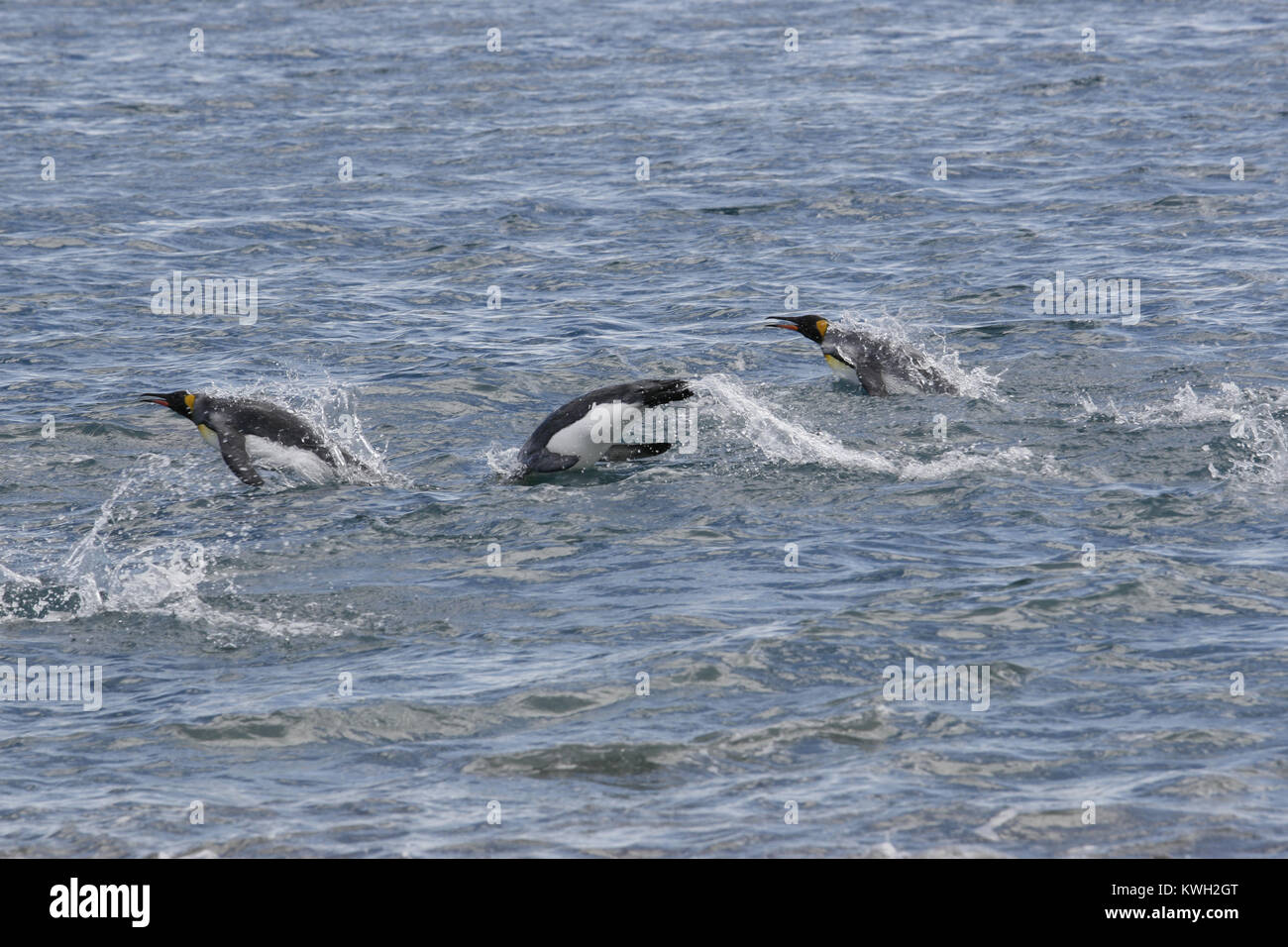 King penguins in water hi-res stock photography and images - Alamy