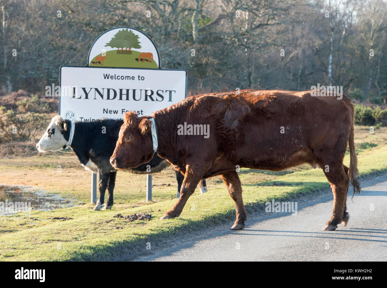 New Forest Cattle roam the forest just like the New Forest ponies. The ...