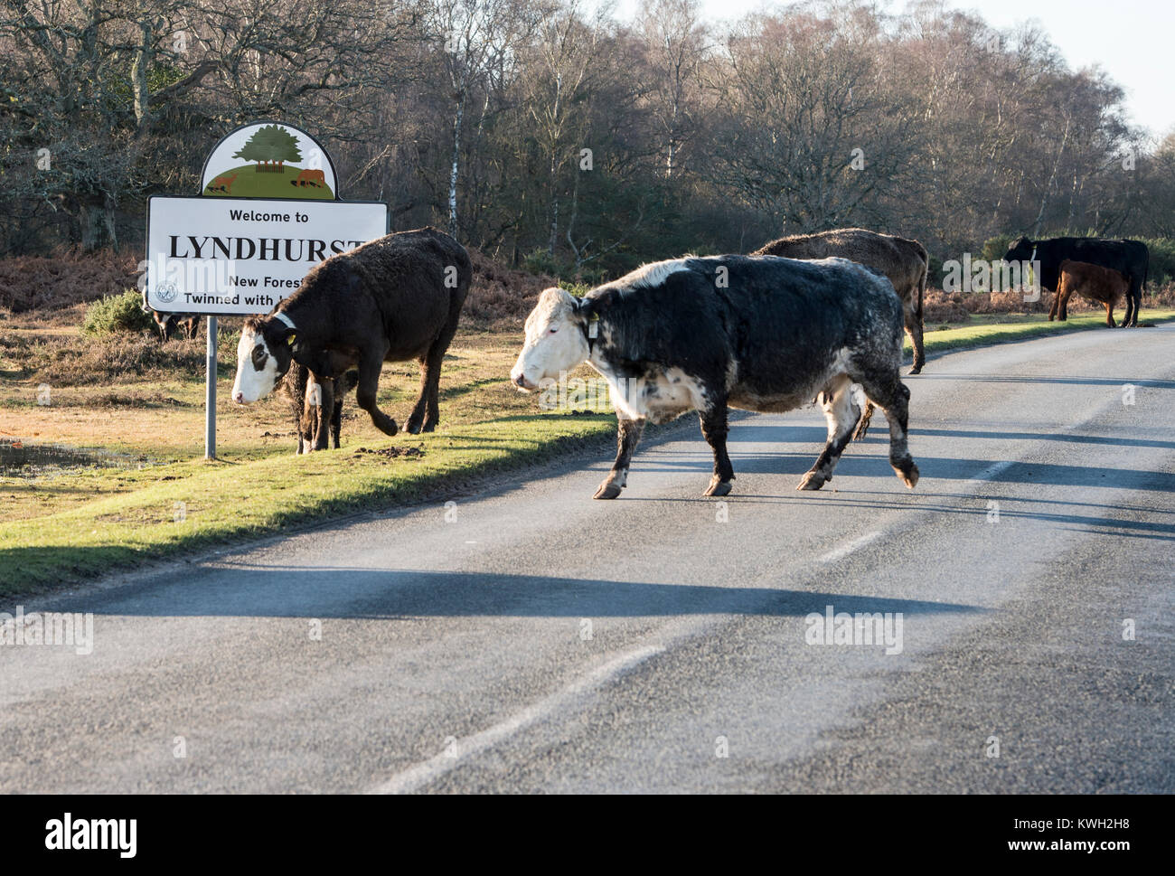 New Forest Cattle roam the forest just like the New Forest ponies. The ...