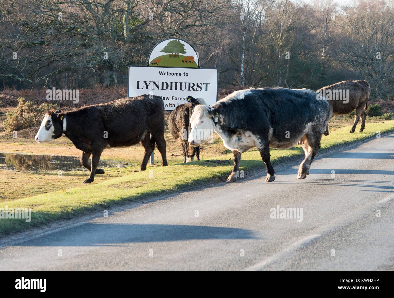 New Forest Cattle roam the forest just like the New Forest ponies. The ...