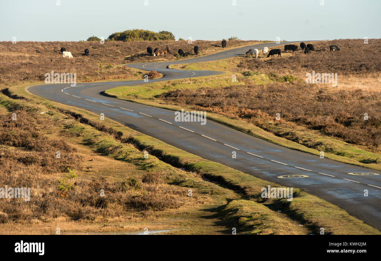 New Forest Cattle roam the forest just like the New Forest ponies. The ...