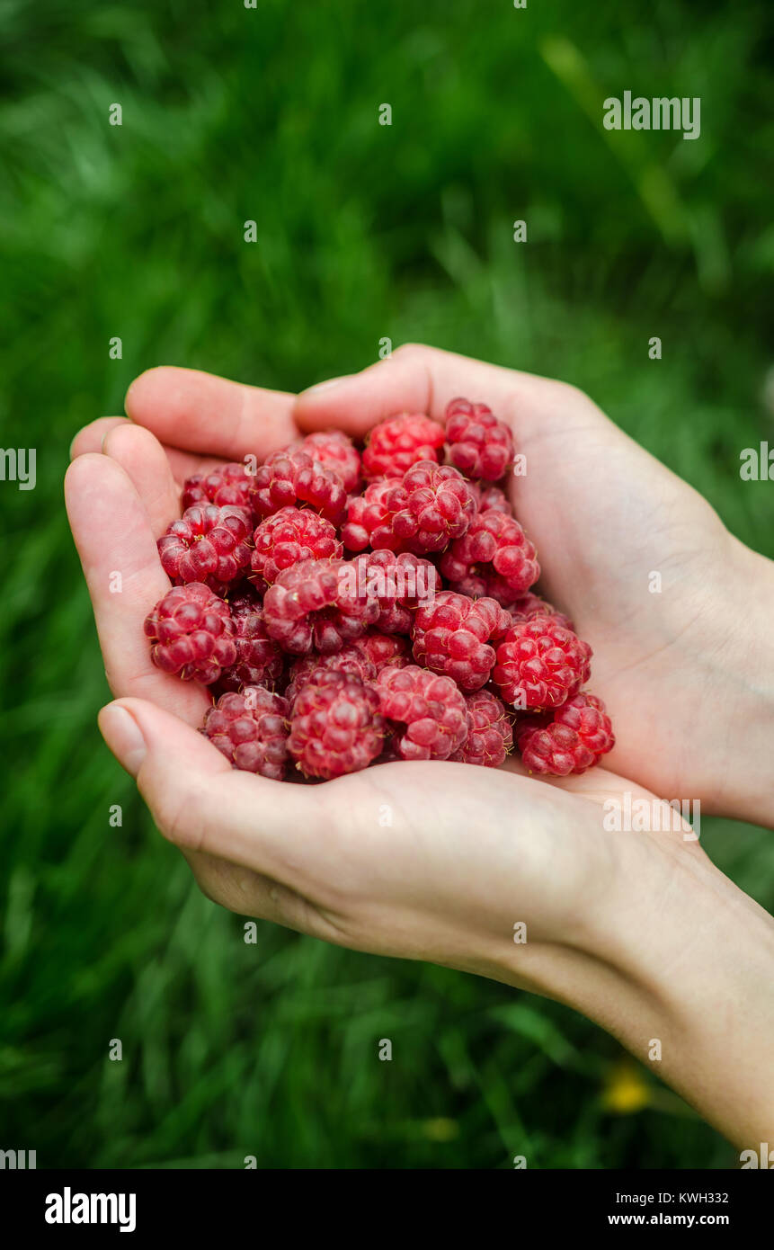 Hands holding raspberries Stock Photo - Alamy
