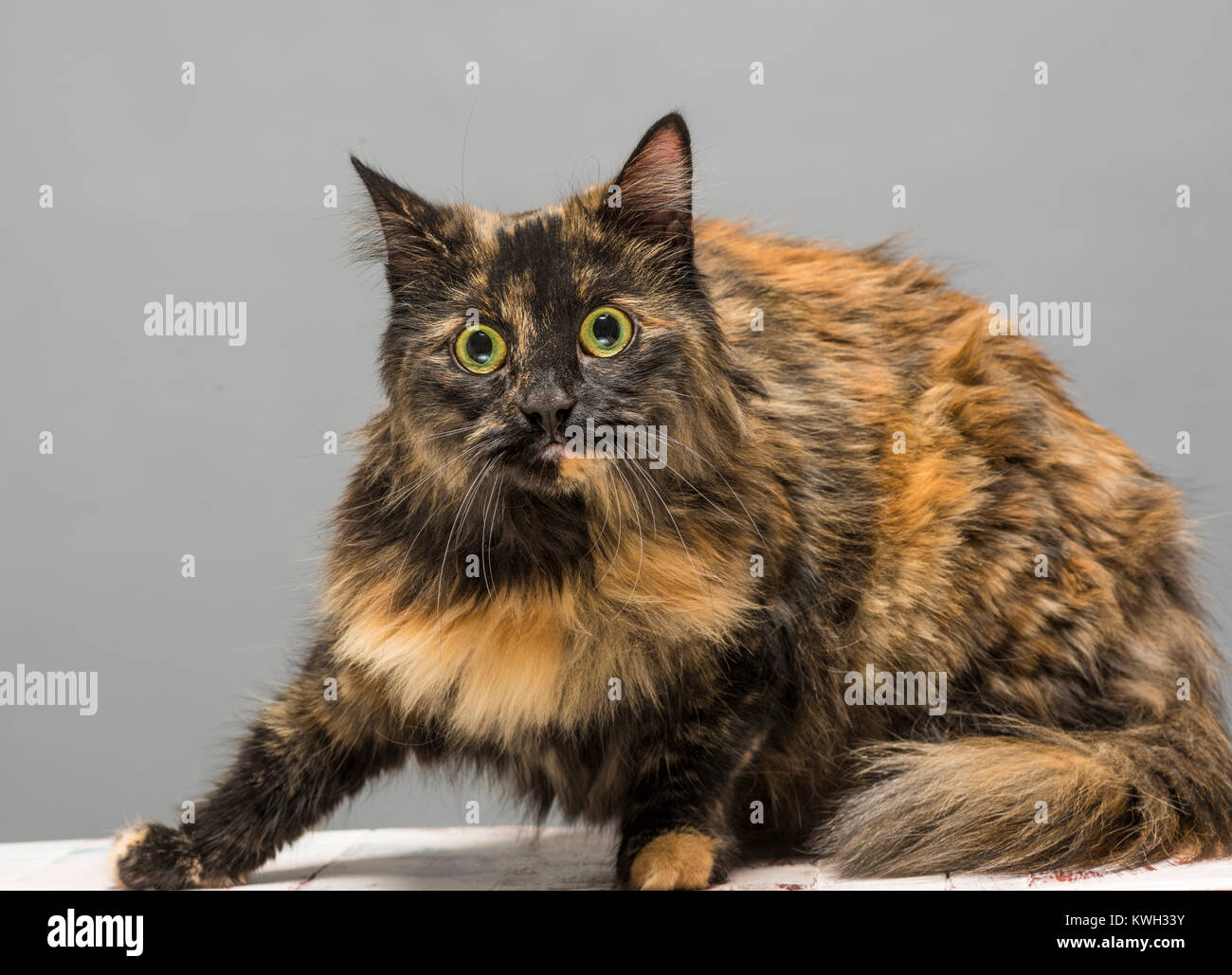 Long haired tabby hi-res stock photography and images - Alamy