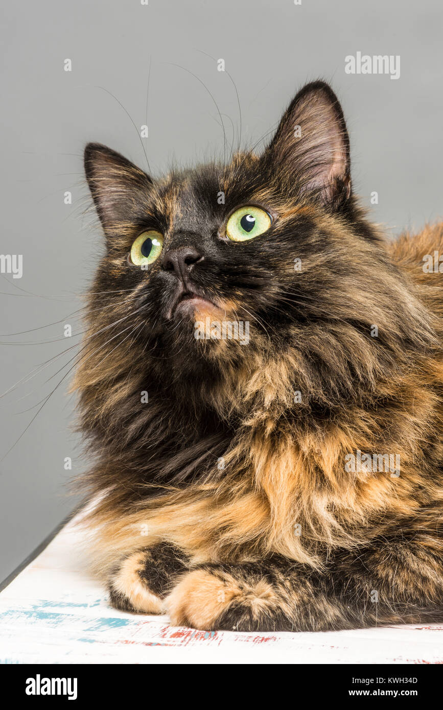 Long haired domestic tabby cat looking up Stock Photo - Alamy