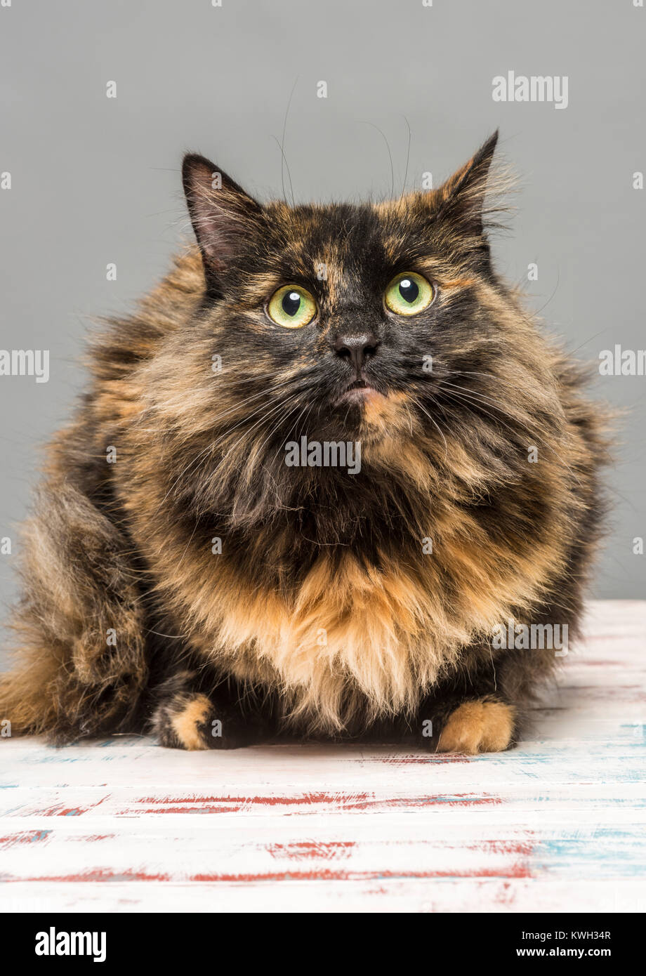 Long haired cat sitting hi-res stock photography and images - Alamy