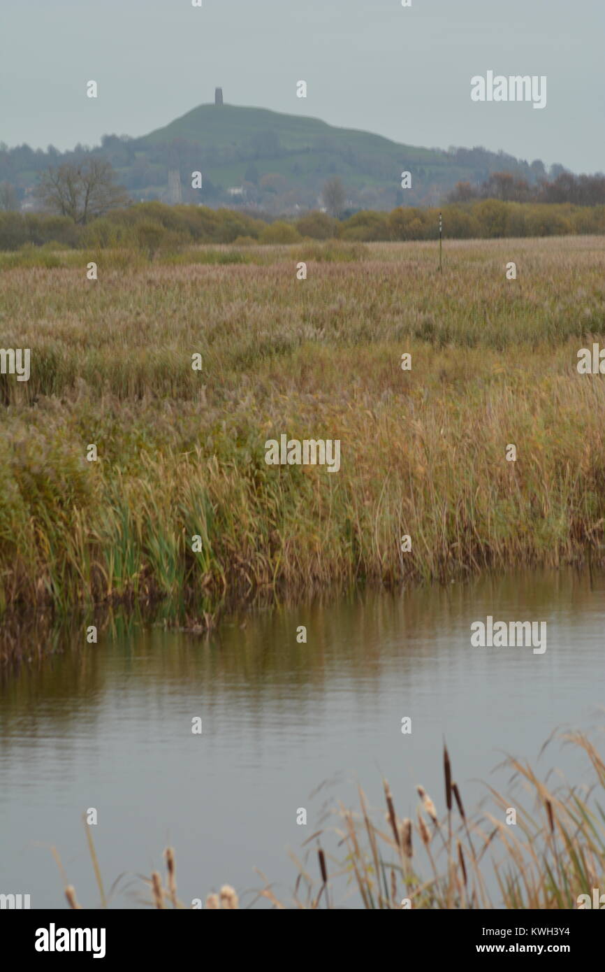 Nature Reserve, Somerset Levels, UK Stock Photo - Alamy