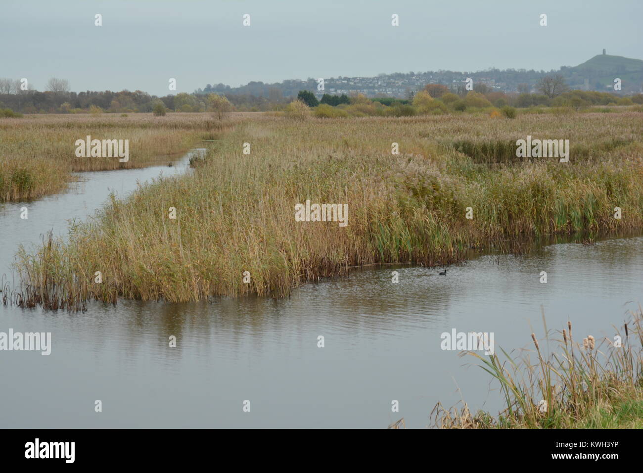 Nature Reserve, Somerset Levels, UK Stock Photo - Alamy
