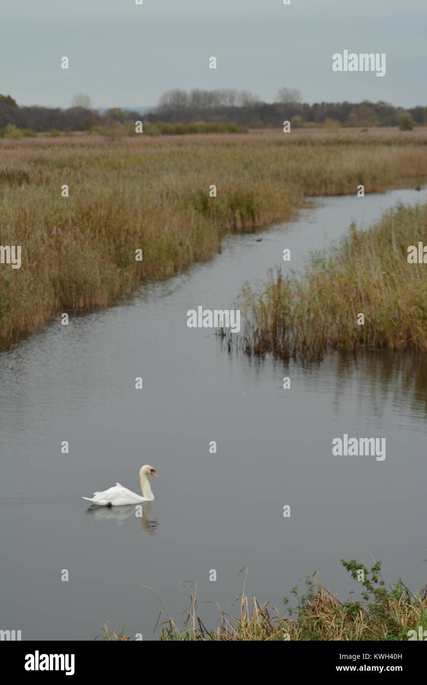 Nature Reserve, Somerset Levels, UK Stock Photo - Alamy