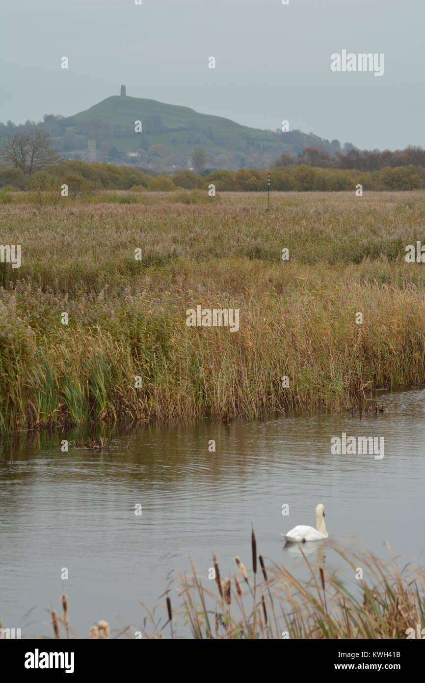 Nature Reserve, Somerset Levels, UK Stock Photo - Alamy