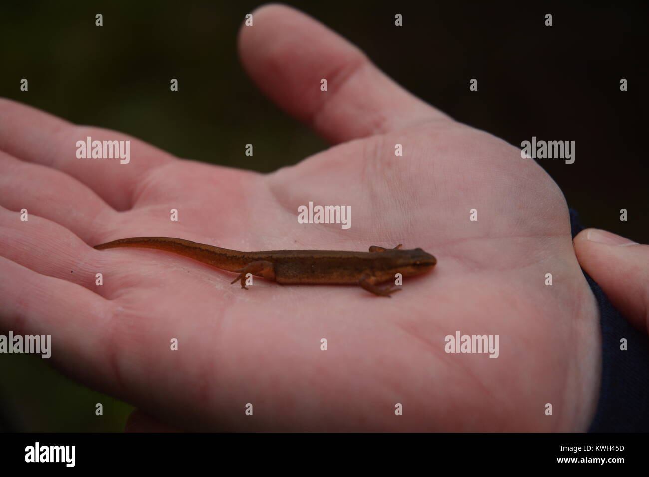 Young Newt in palm of hand Stock Photo - Alamy
