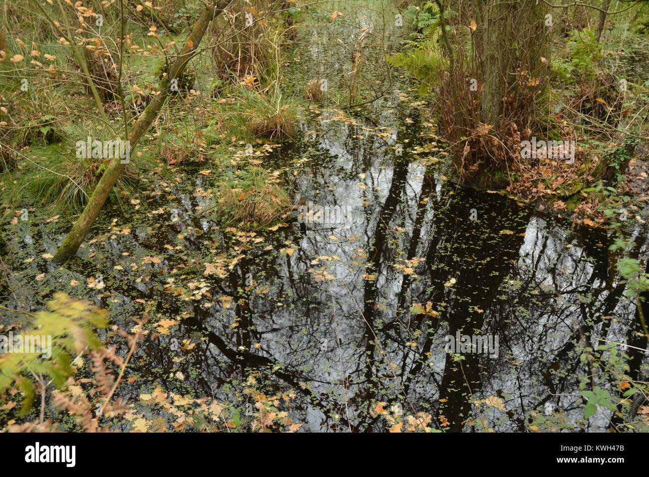 Tangled branches in pond hi-res stock photography and images - Alamy