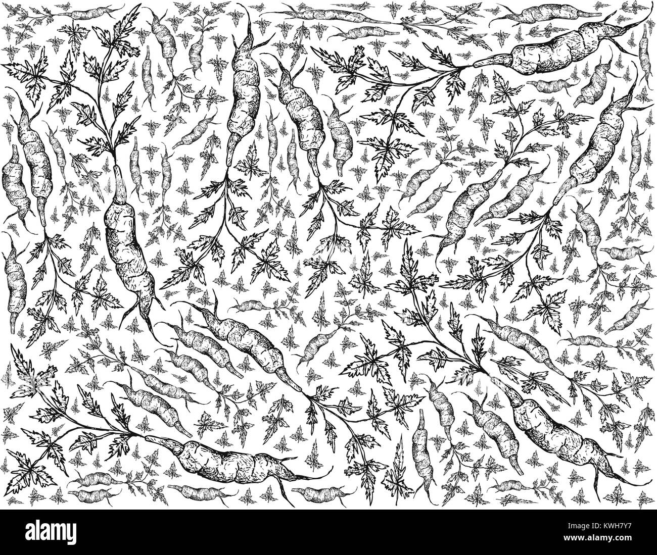 Root and Tuberous Vegetables, Illustration Hand Drawn Sketch of Fresh ...