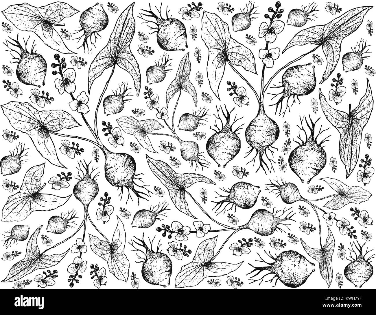 Root and Tuberous Vegetables, Illustration Hand Drawn Sketch of ...