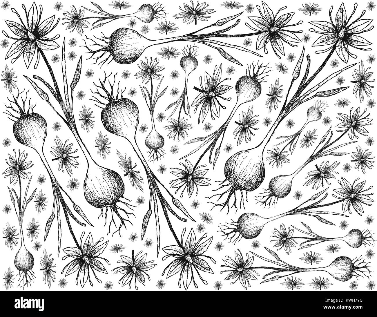 Root and Tuberous Vegetables, Illustration Hand Drawn Sketch of Camas ...