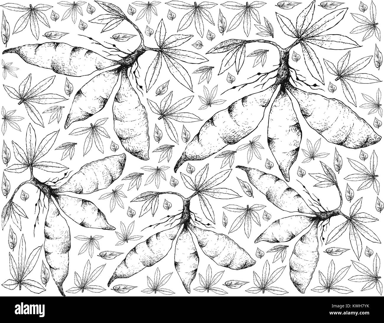 Cassava crop Black and White Stock Photos & Images - Alamy